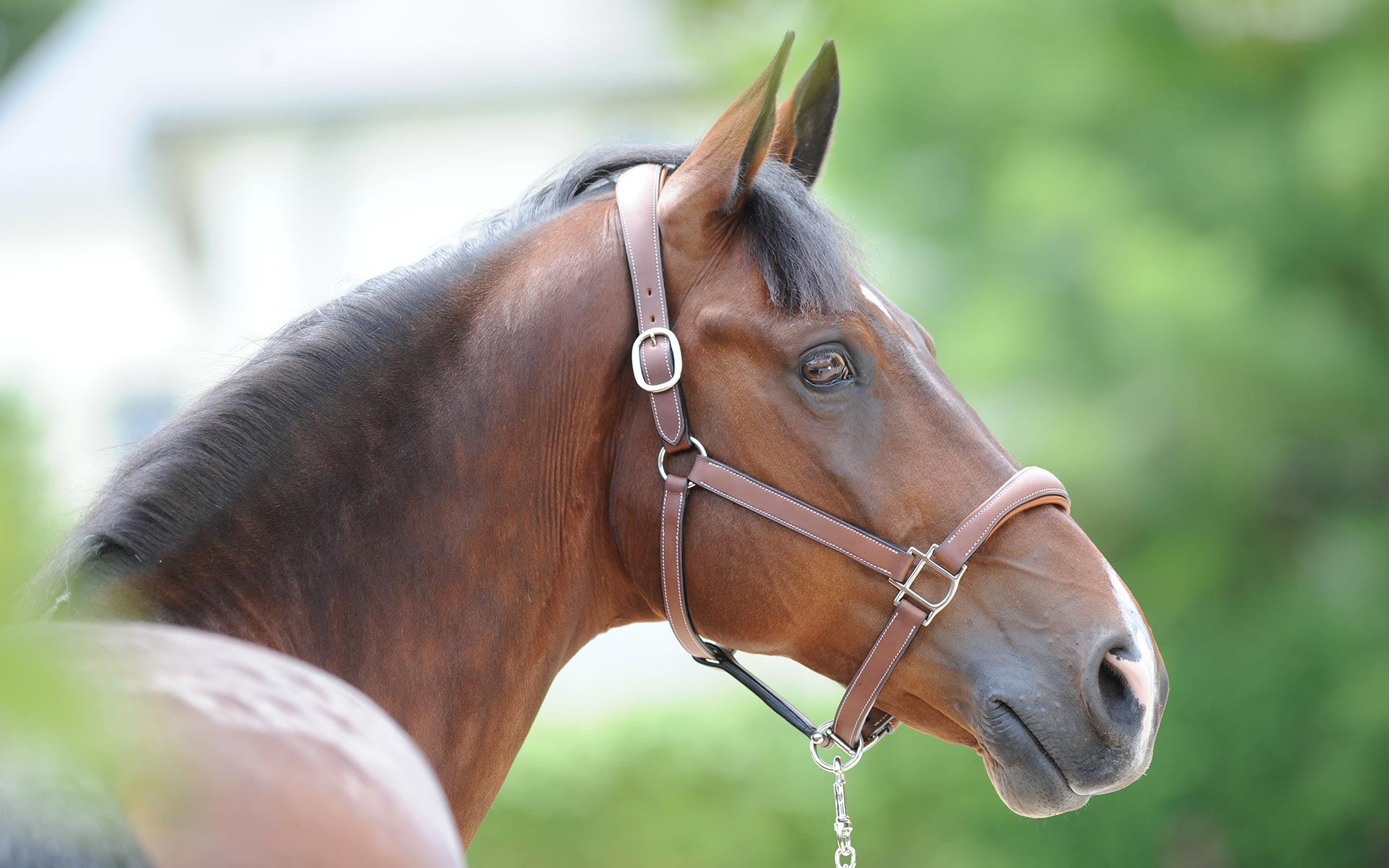 Mission Française pour la Culture Equestre – Mission Française pour la ...