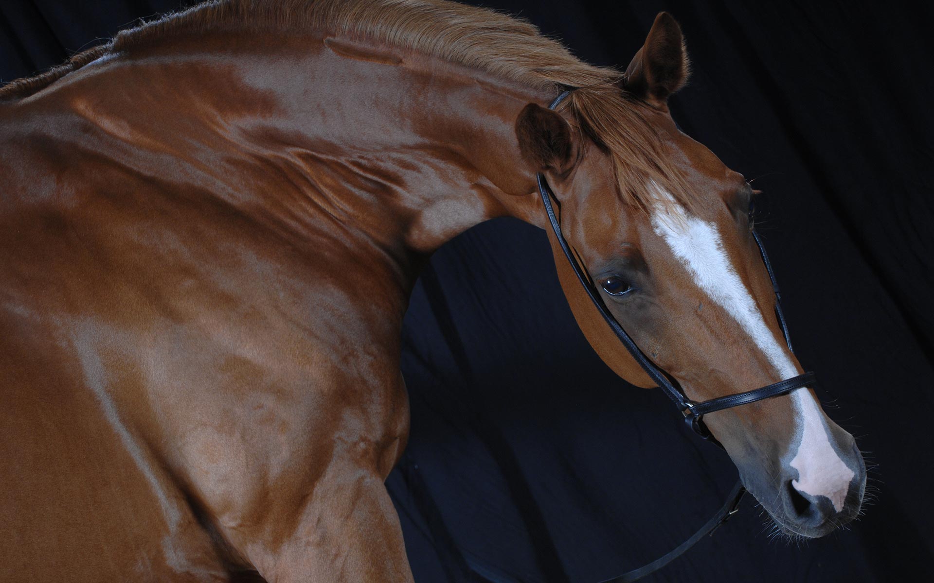 Mission Française pour la Culture Equestre – Mission Française pour la ...